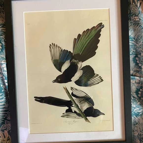Audubon | Wall Decor | Limited Edition Print Framed Of John James ...